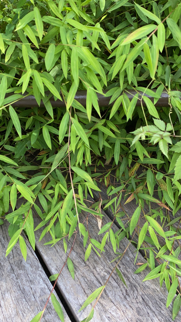 Japanese stiltgrass from Tsurumi-Ku, Osaka-Shi on September 30, 2020 at ...