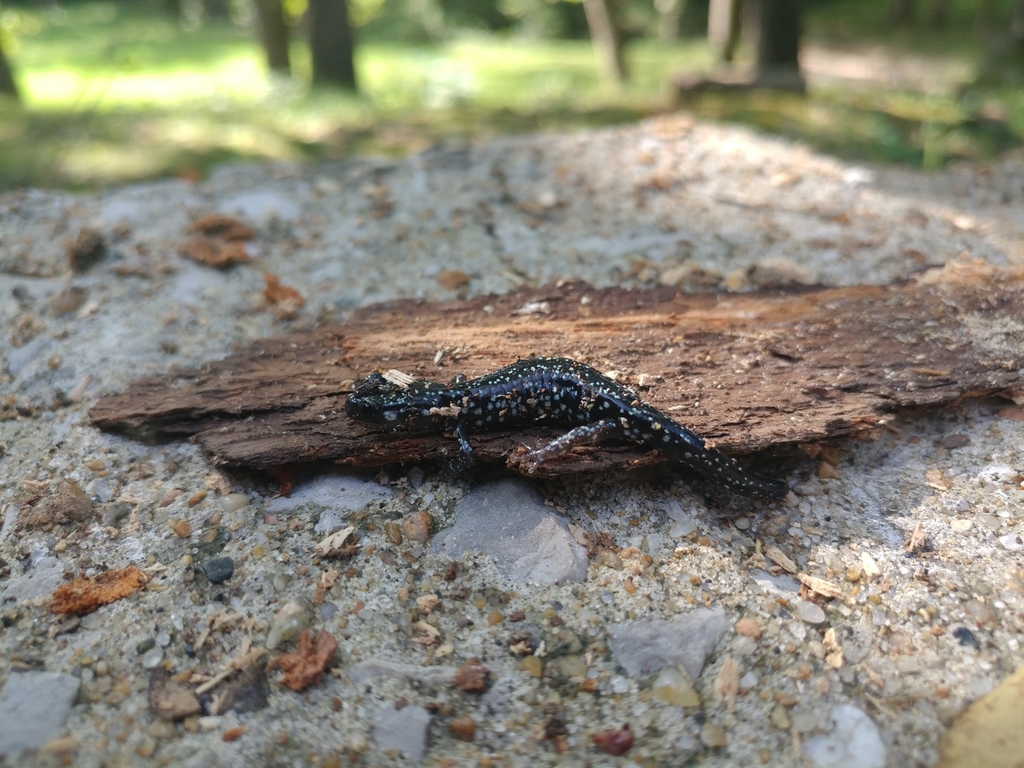 Western Slimy Salamander from Henley, MO 65040, USA on September 14 ...