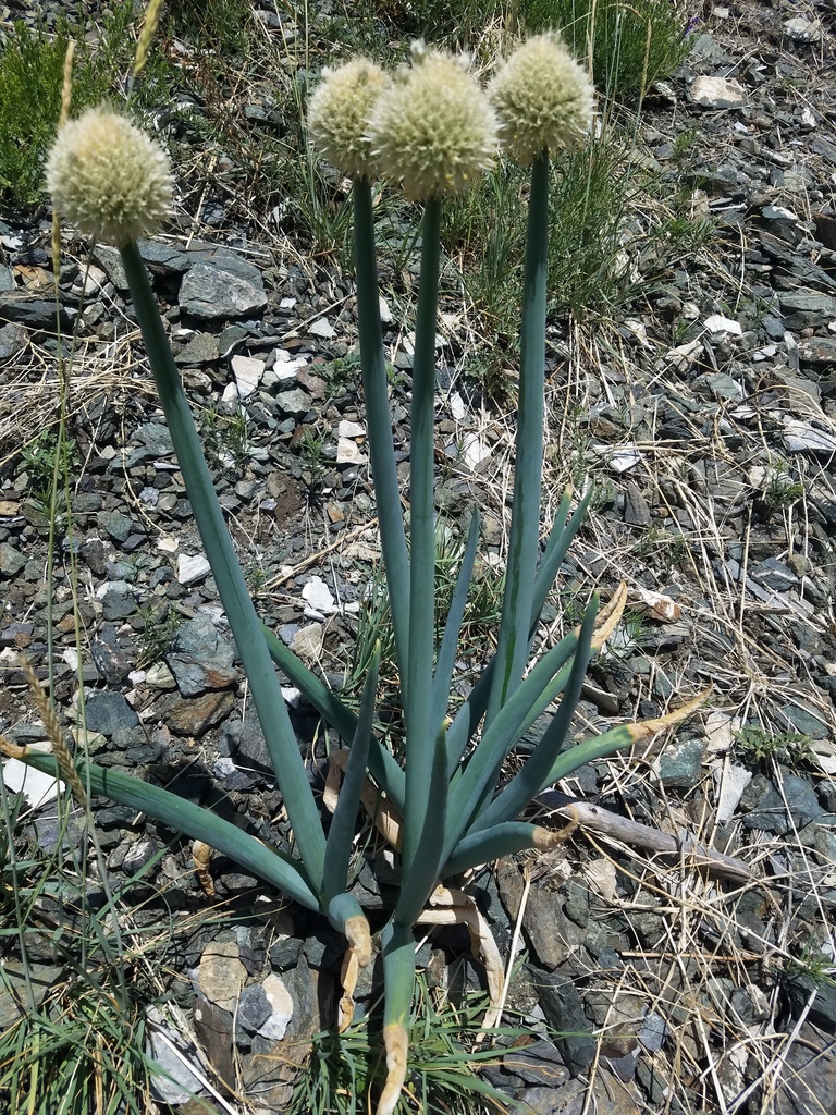 Altai Onion from Малчин, Монгол Улс on July 7, 2020 at 02:41 PM by ...