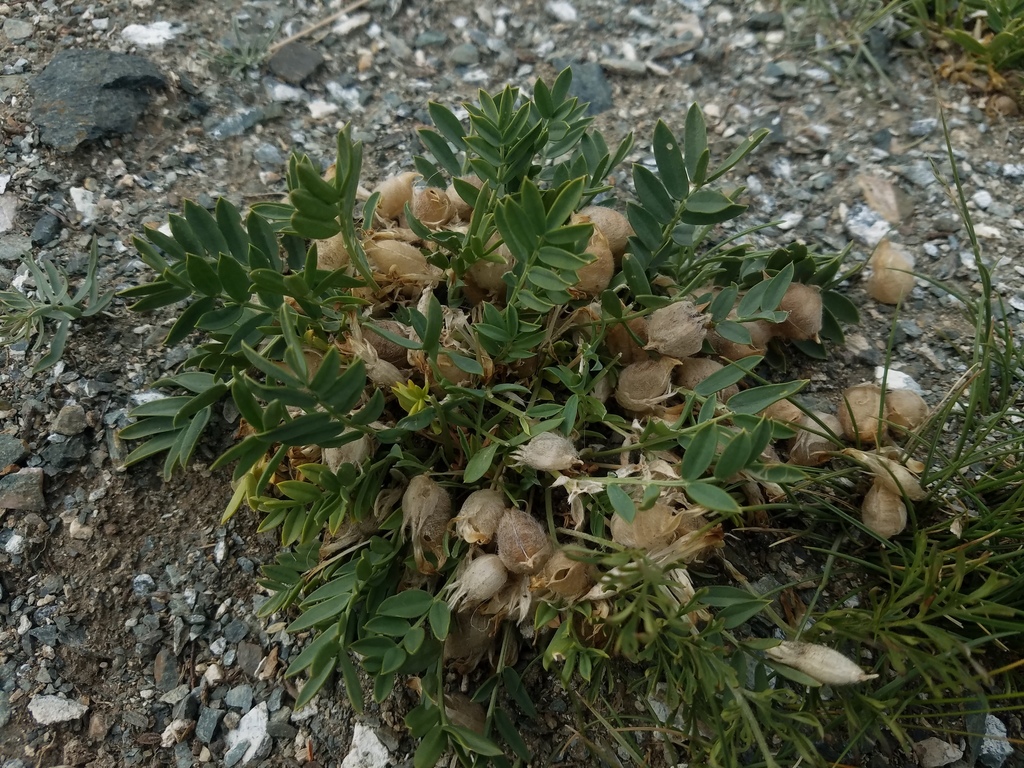 Locoweed from Малчин, Монгол Улс on July 7, 2020 at 03:58 PM by ...