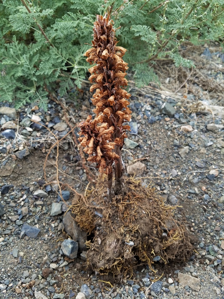 Orobanche coerulescens from Малчин, Монгол Улс on July 28, 2020 at 09: ...
