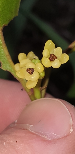Endiandra wongawallanensis · iNaturalist