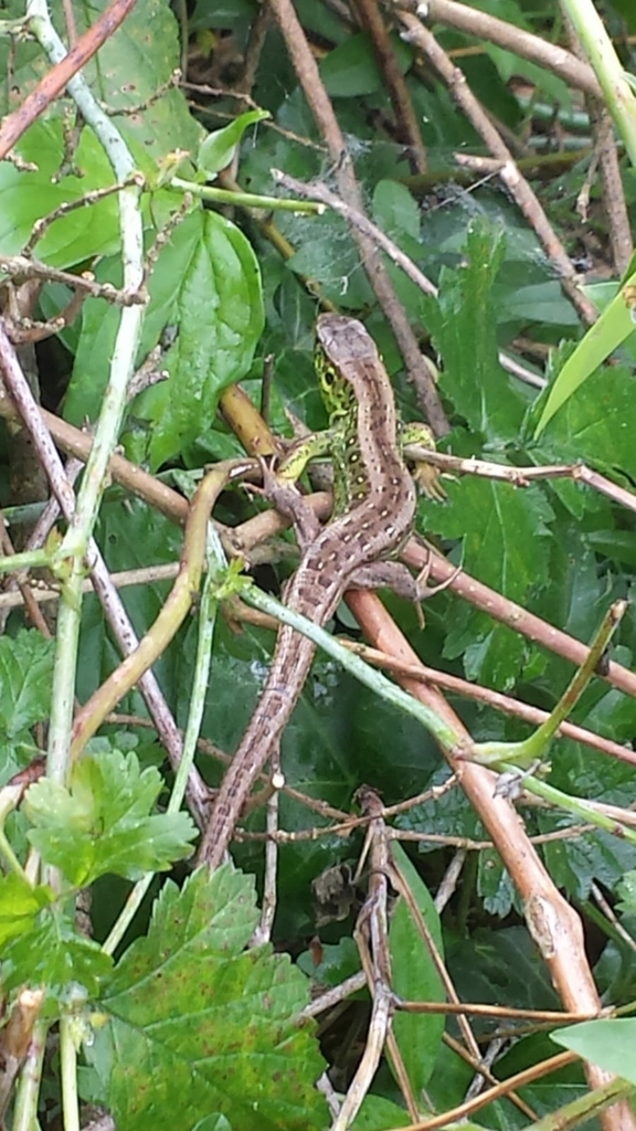 Sand Lizard in August 2020 by Miiju86 · iNaturalist