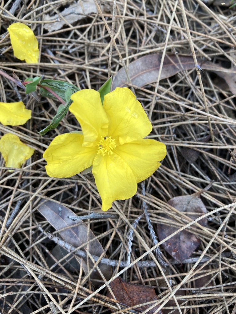 Hibbertia amplexicaulis from Jarrahdale State Forest, Solus, WA, AU on ...