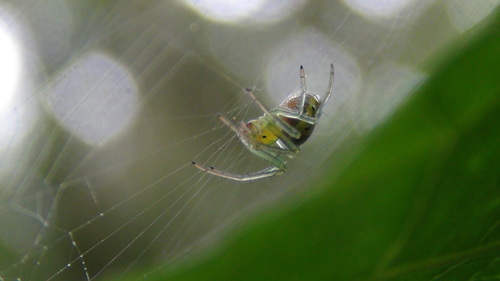 Alpaida marta · iNaturalist