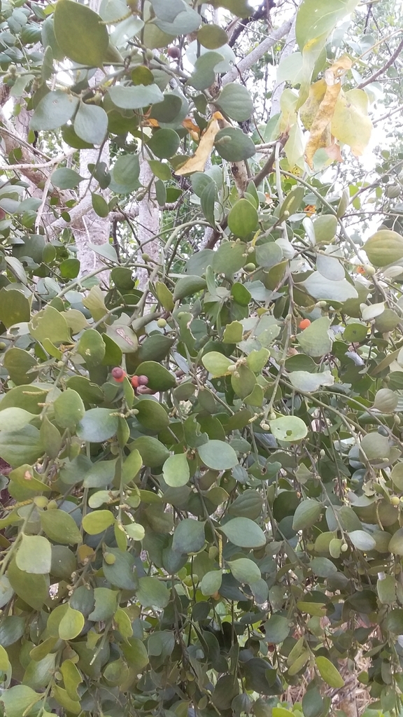 Broad Leaved Native Cherry from Aeroglen QLD 4870, Australia on August ...