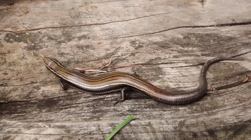 Cope's Skink from Cuernavaca, Mor., México on November 21, 2015 at 01: ...