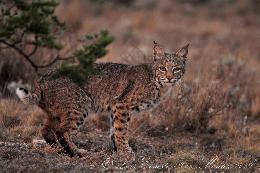 Bobcat from Santo Domingo, S.L.P., México on May 10, 2017 at 07:12 AM ...