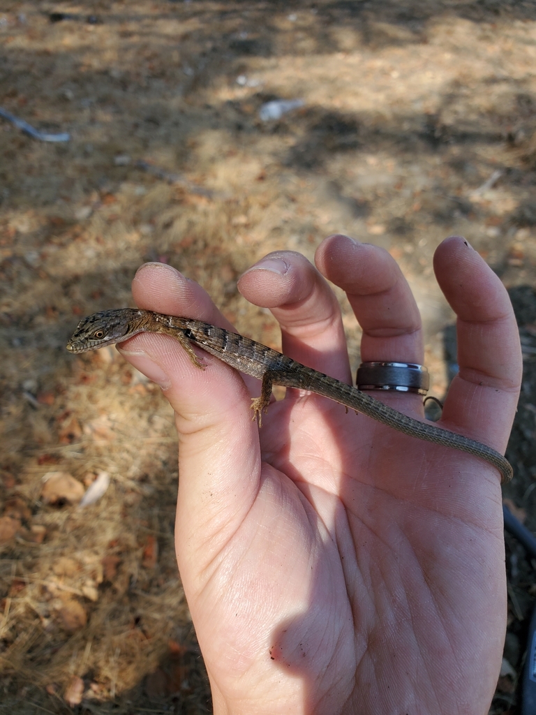 Southern Alligator Lizard from Stanford, CA, USA on September 30, 2020 ...