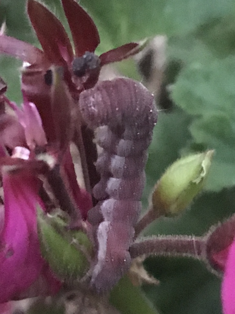 Primrose Moth from Heritage Dr, Wilmington, DE, US on September 27 ...