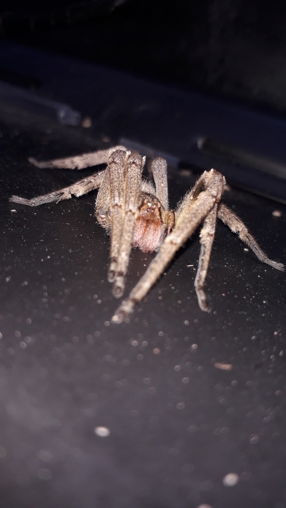 Brazilian Wandering Spider from Colinas da Anhanguera on September 15 ...