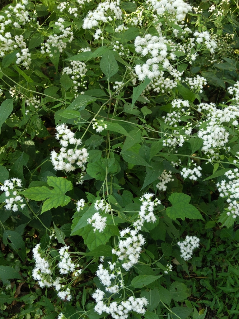 white snakeroot from Montgomery County, US-PA, US on September 30, 2020 ...