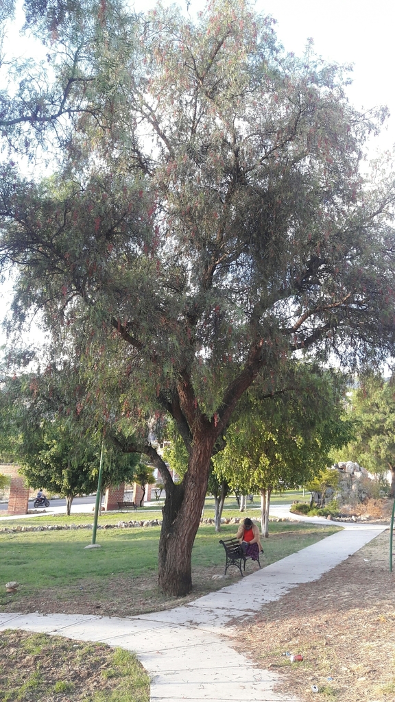 Peruvian Pepper Tree from Cala-Cala, Bolivia on September 30, 2020 at ...