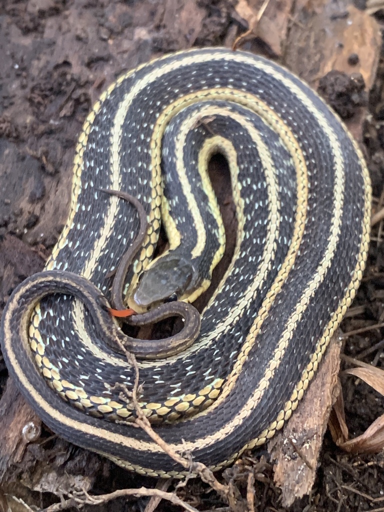 Common Garter Snake from Schmeeckle Reserve, Stevens Point, WI, US on ...