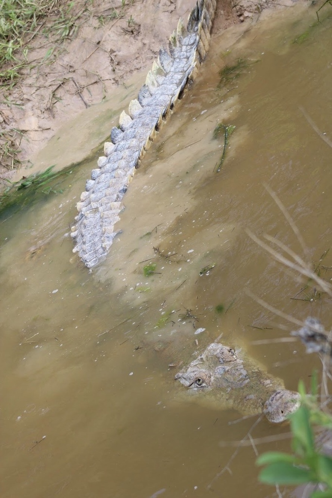Orinoco Crocodile in August 2017 by Tomas Pinzon · iNaturalist
