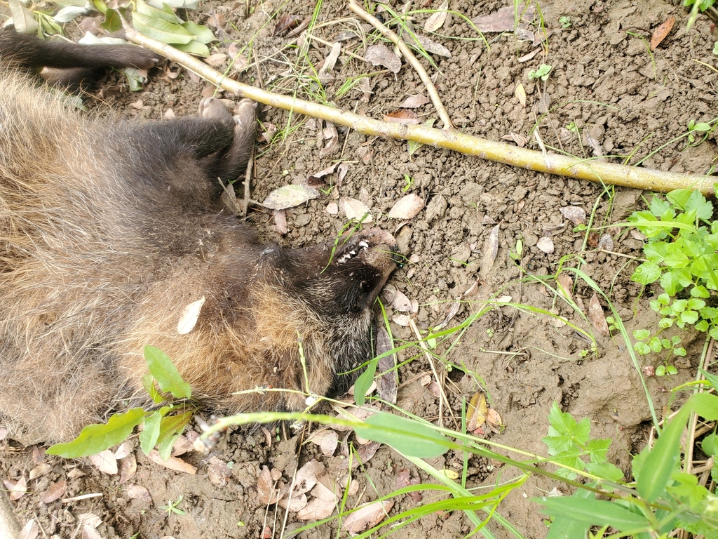 Korean Raccoon Dog from Nam-gu, Gwangju, South Korea on October 1, 2020 ...