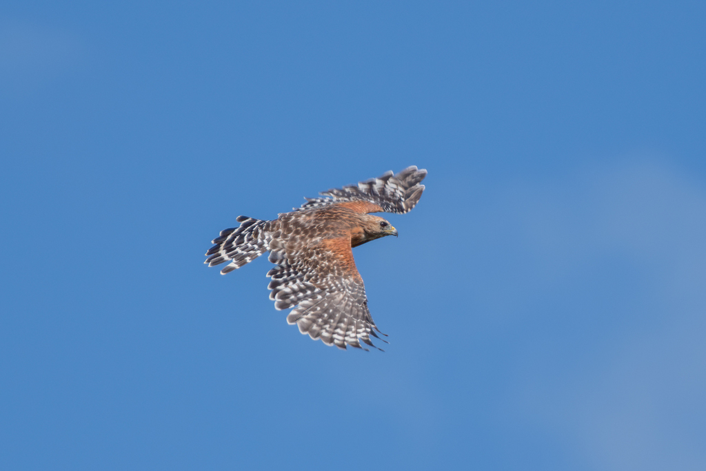 Red-shouldered Hawk in September 2019 by Dan LaVorgna. Note extensive ...