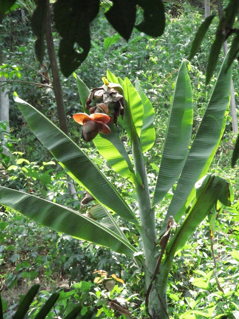 rock banana from Ayyanmada Cave on September 30, 2020 at 01:26 PM by ...