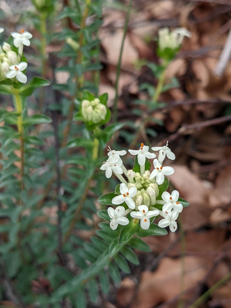 Common Rice-flower from Mallacoota VIC 3892, Australia on September 30 ...