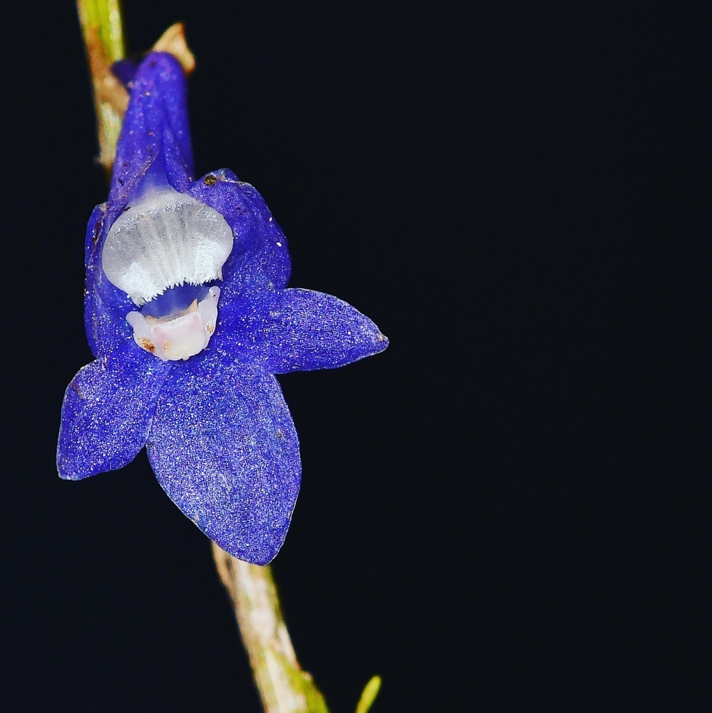 Dendrobium azureum from Waigeo by andhy ps · iNaturalist