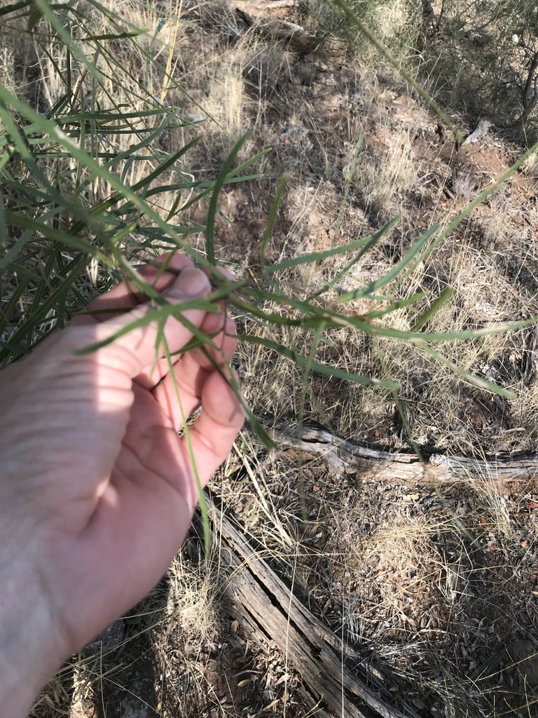 small-fruited mock olive from Gurulmundi Road, Woleebee, QLD, AU on ...