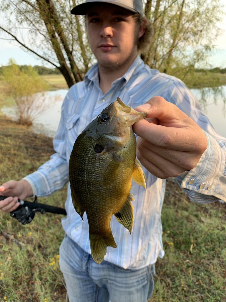 Green Sunfish from W Cooper Bend East Rd, Kinta, OK, US on October 1 ...