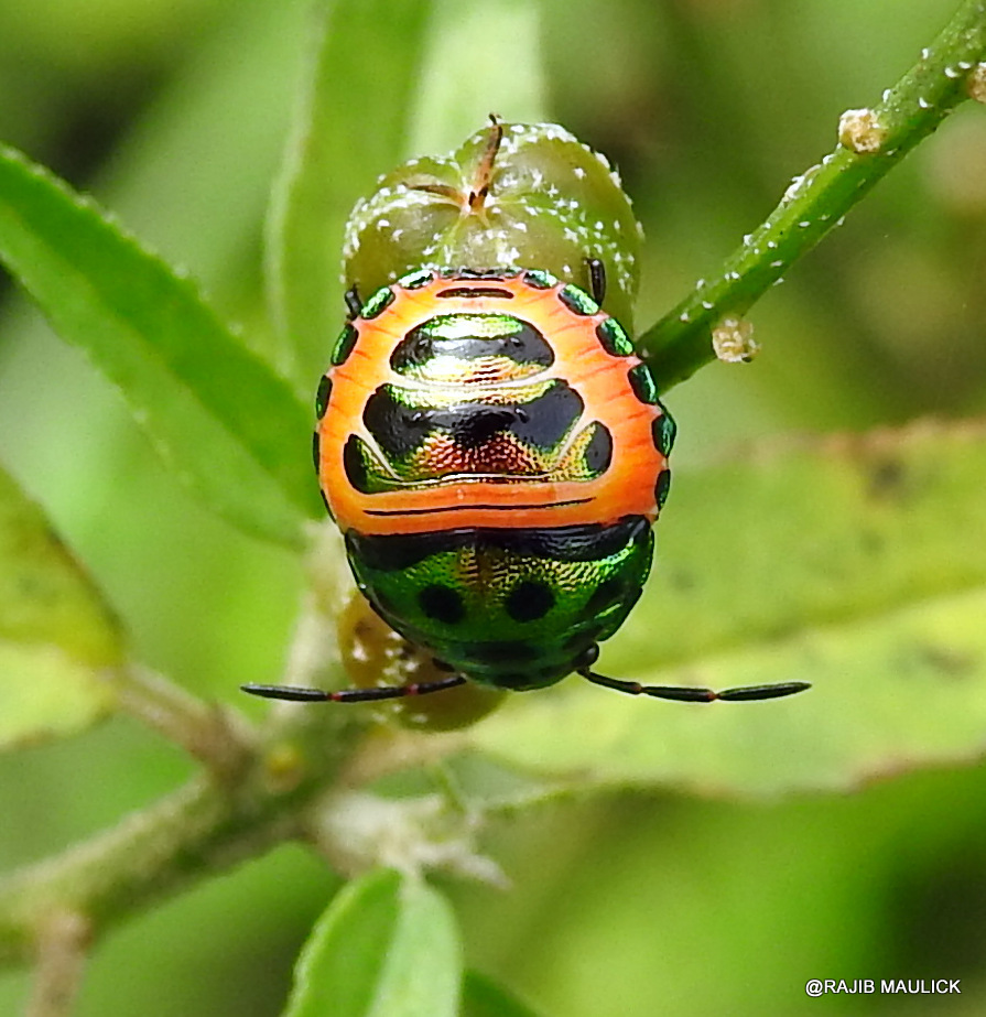 Jewel Bugs from Bardhaman, West Bengal, India on July 27, 2017 at 08:18 ...