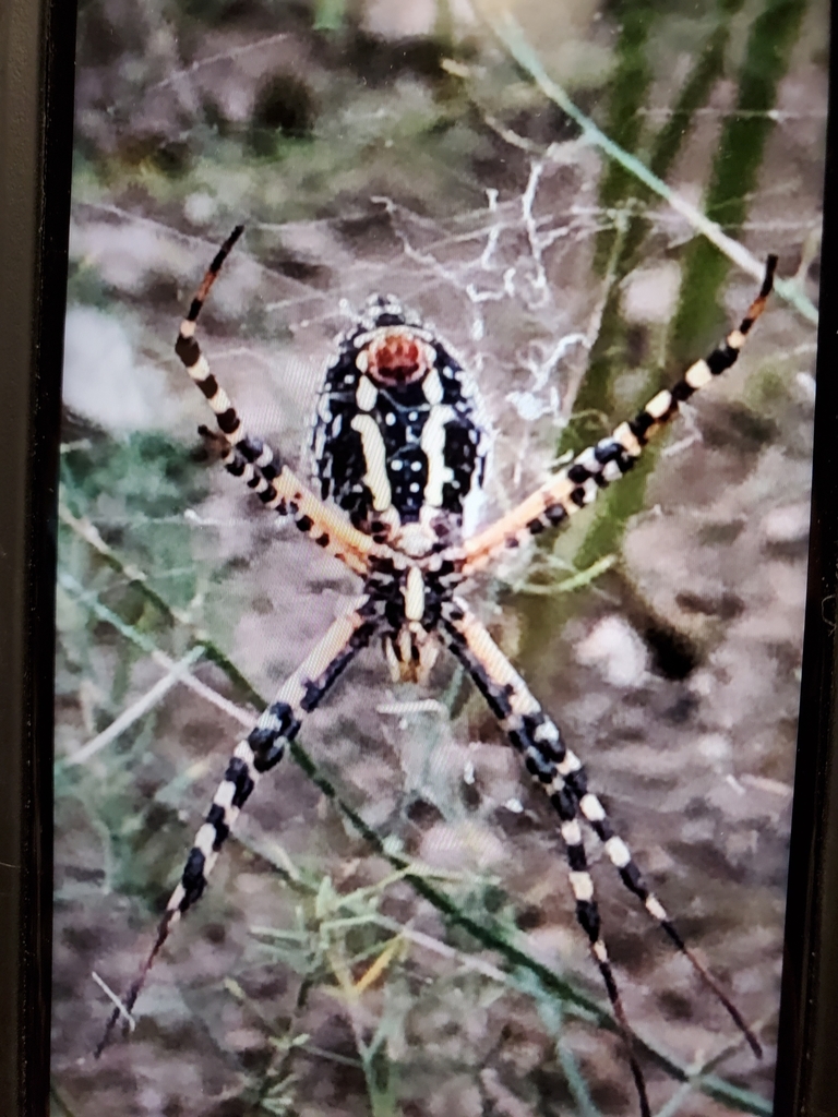 Banded Garden Spider from New Philadelphia, OH 44663, USA on October 1 ...