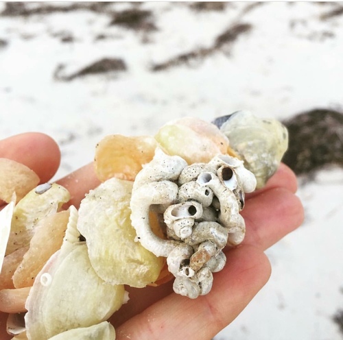 Vermicularia radicula · iNaturalist