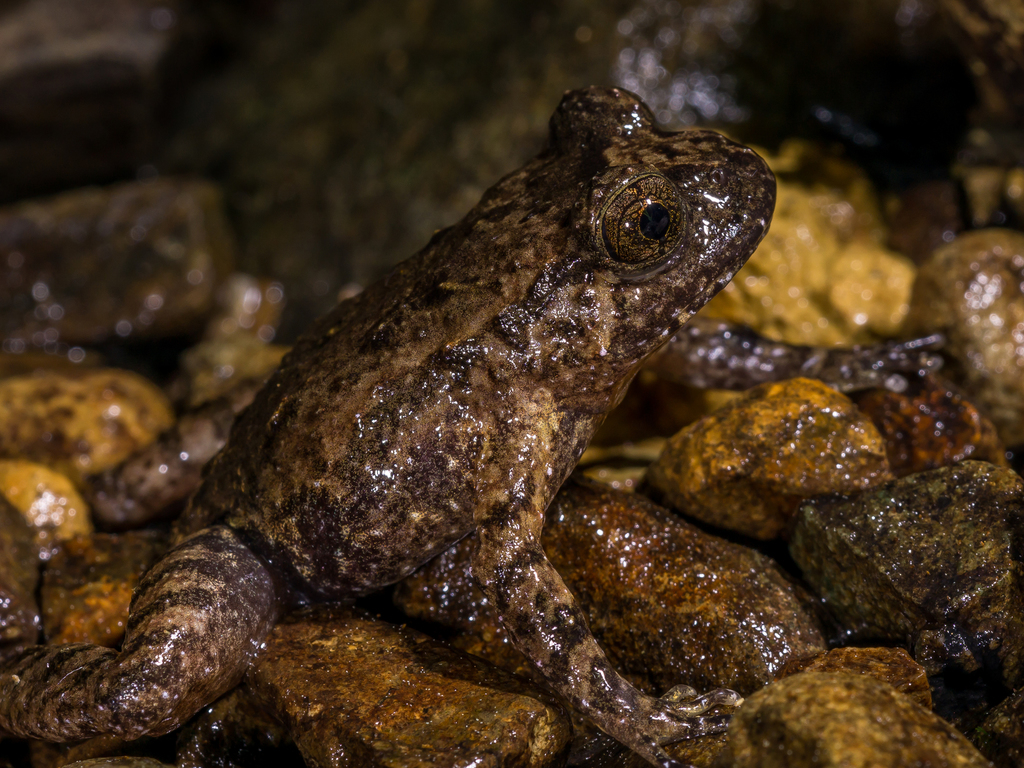 Hochstetter's Frog in July 2017 by Euan Brook · iNaturalist