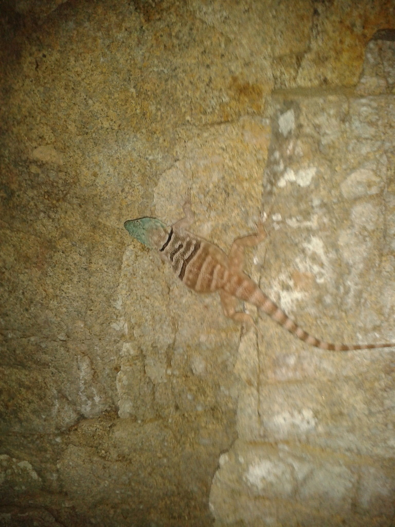 Baja California Rock Lizard from La Paz, B.C.S., México on March 20 ...
