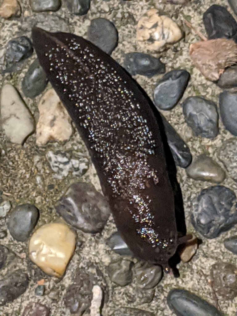 Arion Slugs from Surrey, BC V3V 2A4, Canada on October 1, 2020 at 07:41 ...