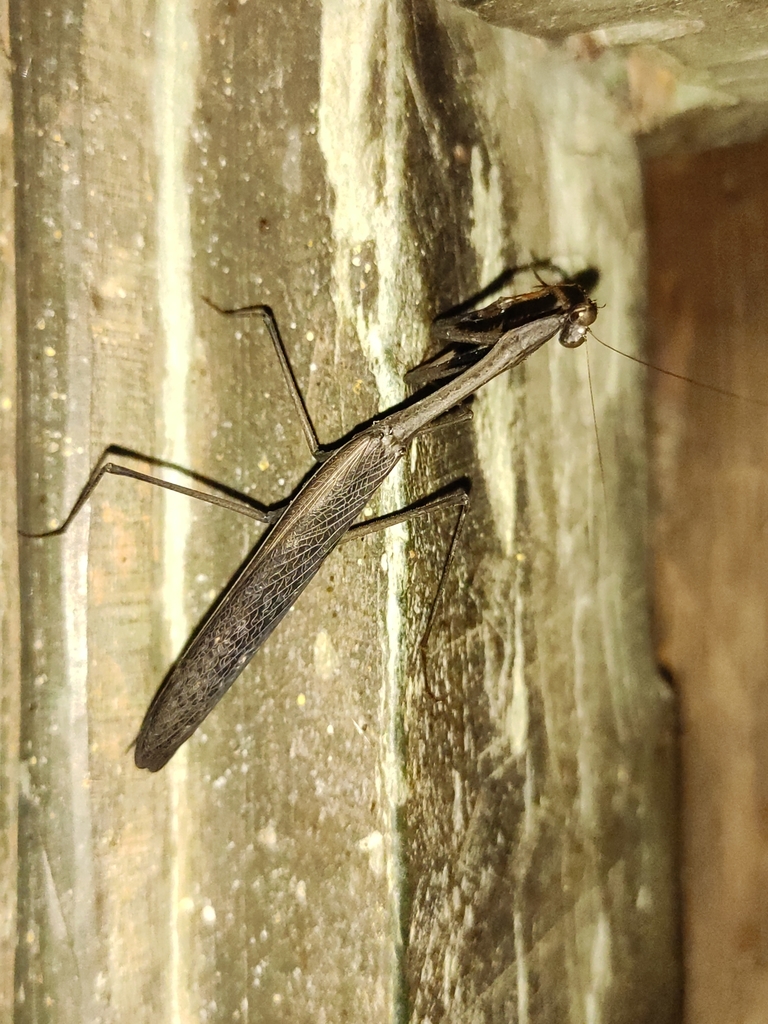 Asian Jumping Mantis from Vedikhal on September 30, 2020 at 06:39 PM by ...