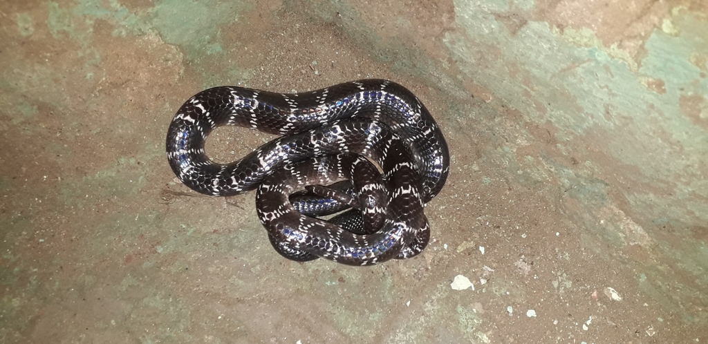 Common Krait from Koni, Bilaspur, Chhattisgarh, India on October 01 ...