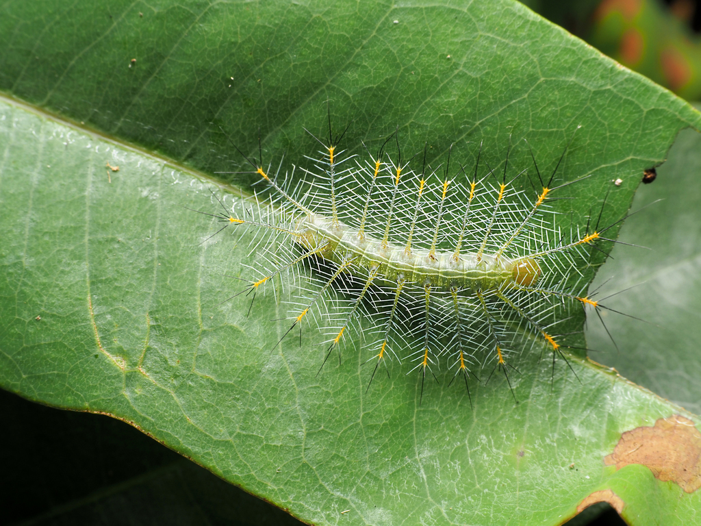 Common Archduke from Shui Hau, Hong Kong on September 27, 2020 at 09:01 ...