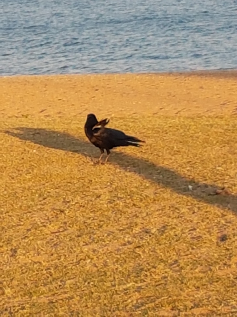 Torresian Crow from Queensland, AU on August 18, 2017 at 04:57 PM by ...