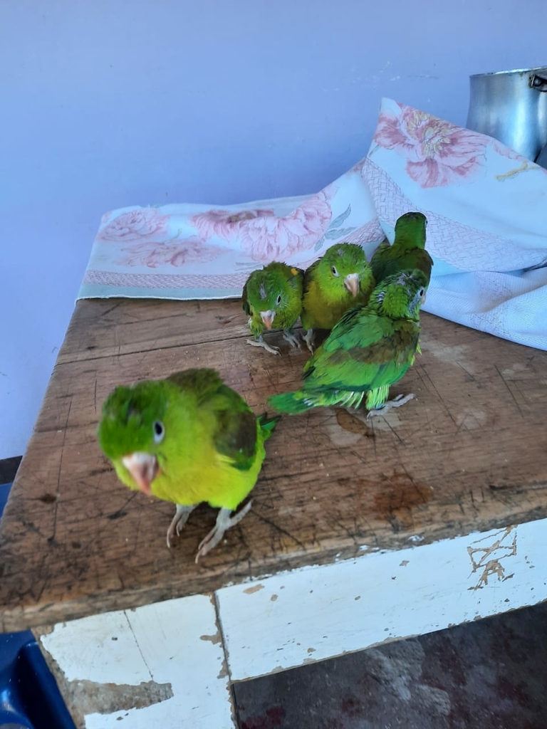 Orange-chinned Parakeet from Pital on September 26, 2020 at 03:44 PM by ...