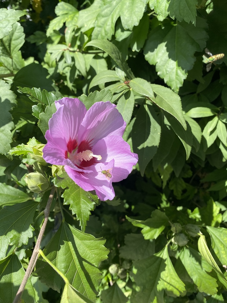 common hibiscus from Yemans St, Hamtramck, MI, US on September 17, 2020 ...