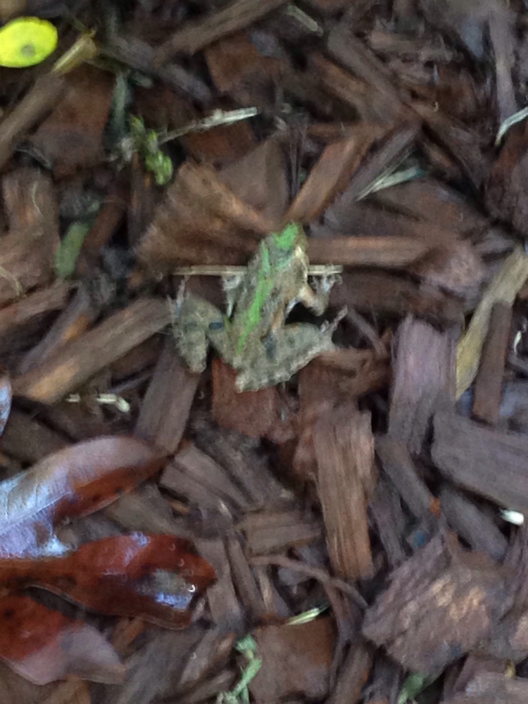 Northern Cricket Frog from 1056 Beaver Dam Rd, Chapel Hill, NC, US on ...