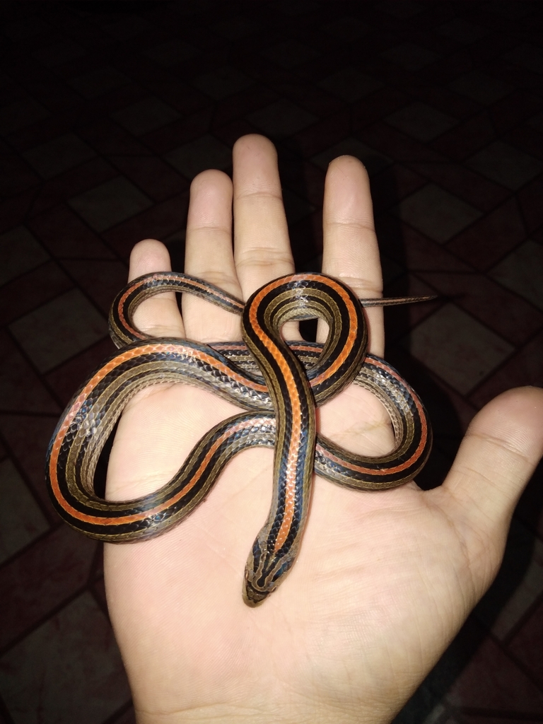 (Eight-) Striped Kukri Snake from Kalahien, South Dusun, South Barito ...