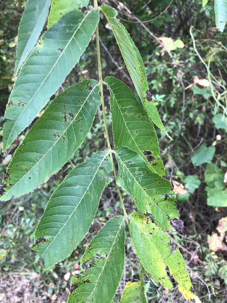 Walnuts from Grabner Dr, Waterford, CT, US on October 02, 2020 at 01:08 ...