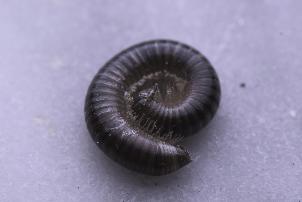 Megaphyllum from Servia 505 00, Greece on September 30, 2020 at 01:45 ...