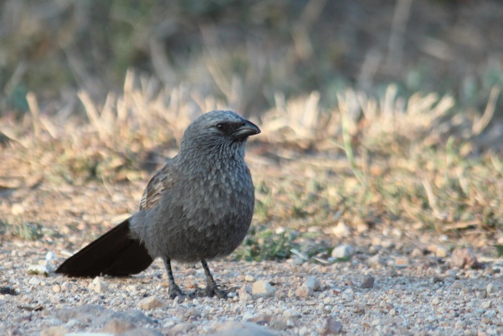 Apostlebird from Broadmere QLD 4420, Australia on October 02, 2020 at ...