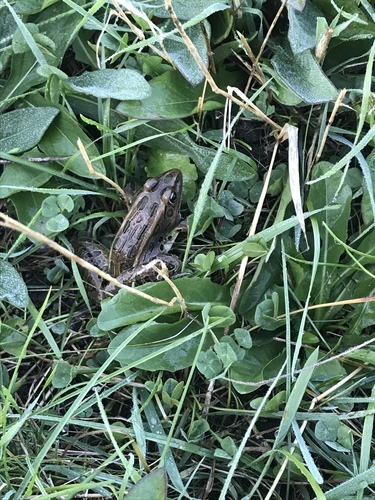 Observations by stephasaurus · iNaturalist