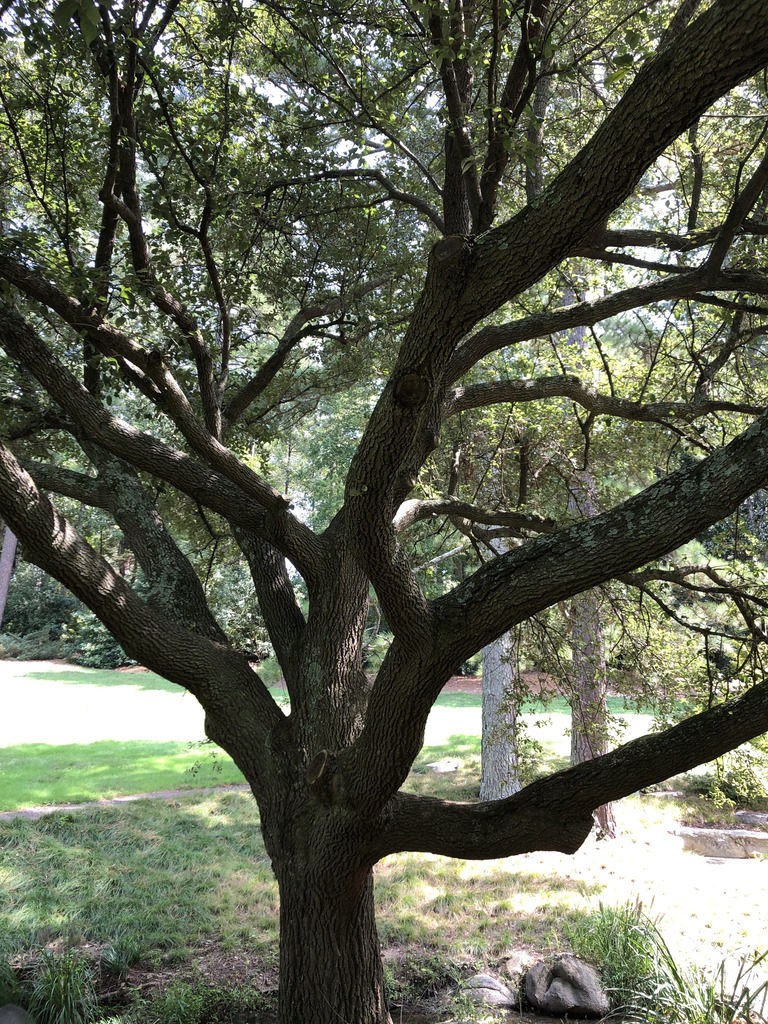 southern live oak from Durham, NC, USA on September 15, 2020 at 01:35 ...