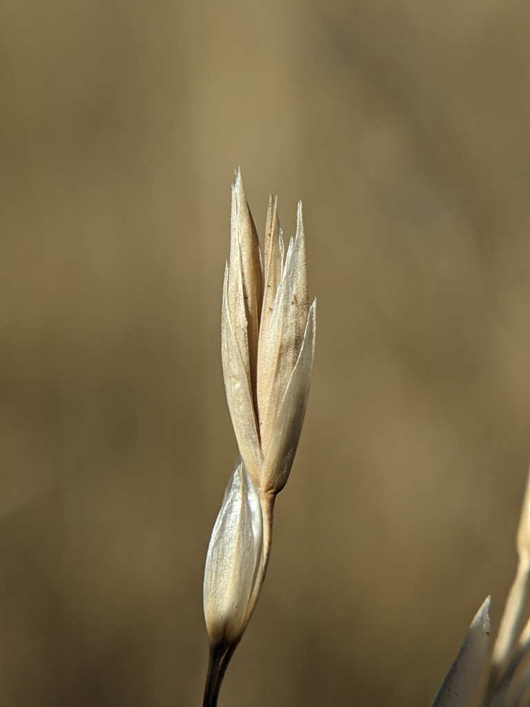 Big Rough Fescue from Calgary, AB T3B 6A8, Canada on October 2, 2020 at ...