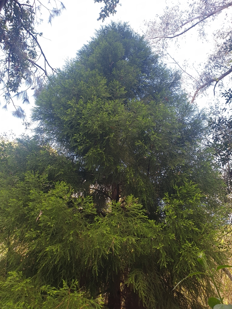 brush cypress-pine from Springbrook QLD 4213, Australia on October 3 ...