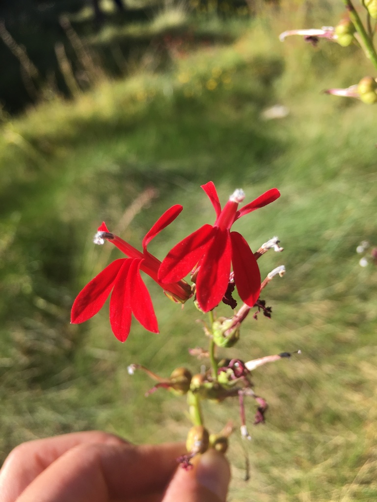 cardinal flower from Coronado National Forest, Elgin, AZ, US on October ...