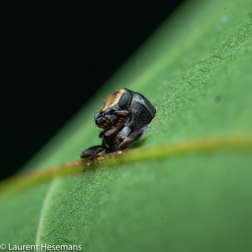 Genus Camptocerus · iNaturalist