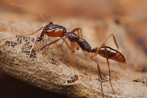 Odontomachus rixosus · iNaturalist Mexico